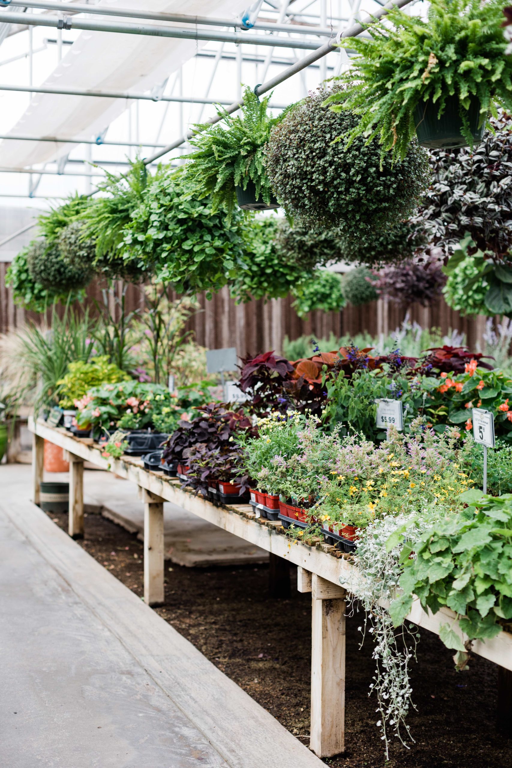 Planting for Beginners - petesgreenhouse.com