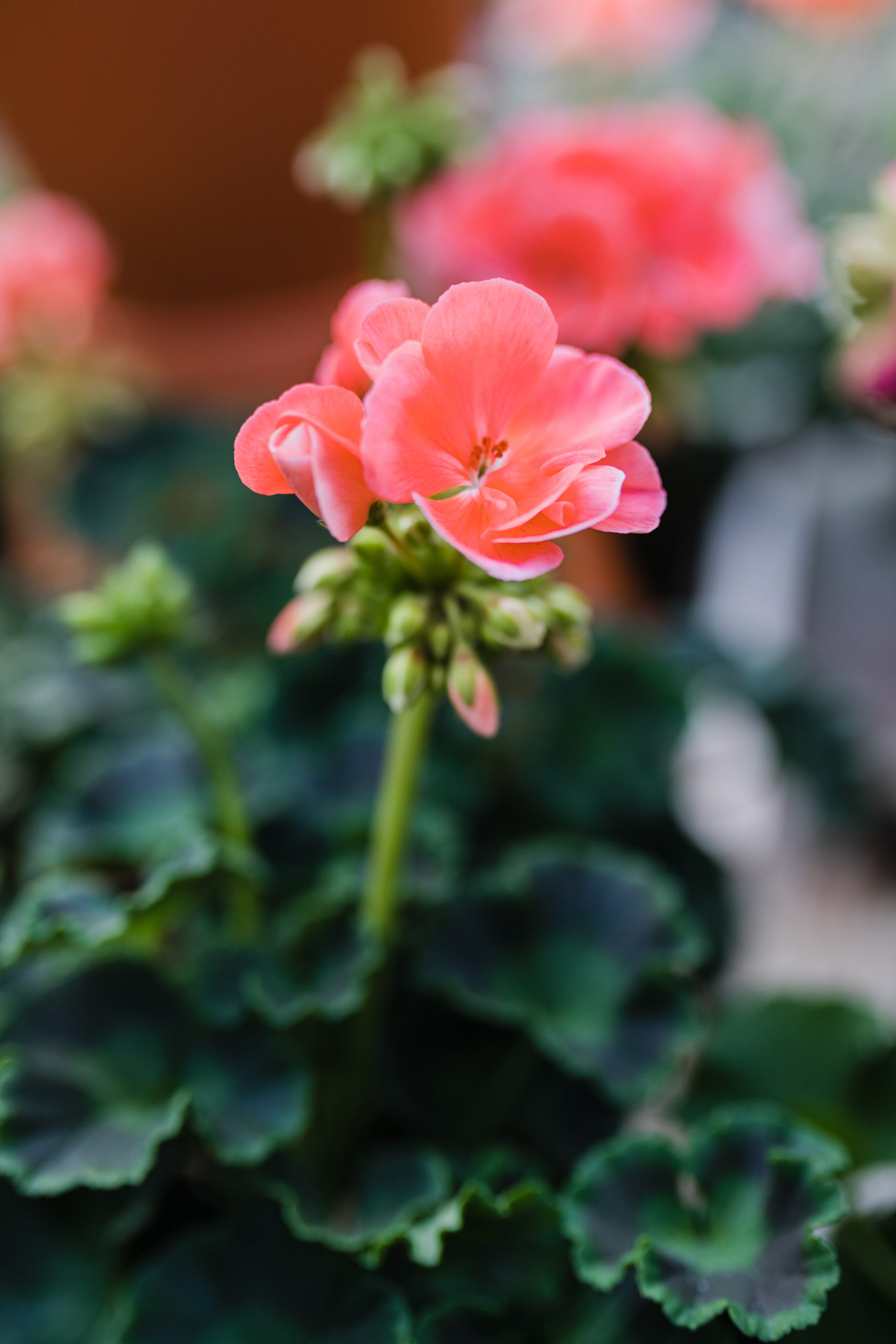 Plant Combination Guide - petesgreenhouse.com
