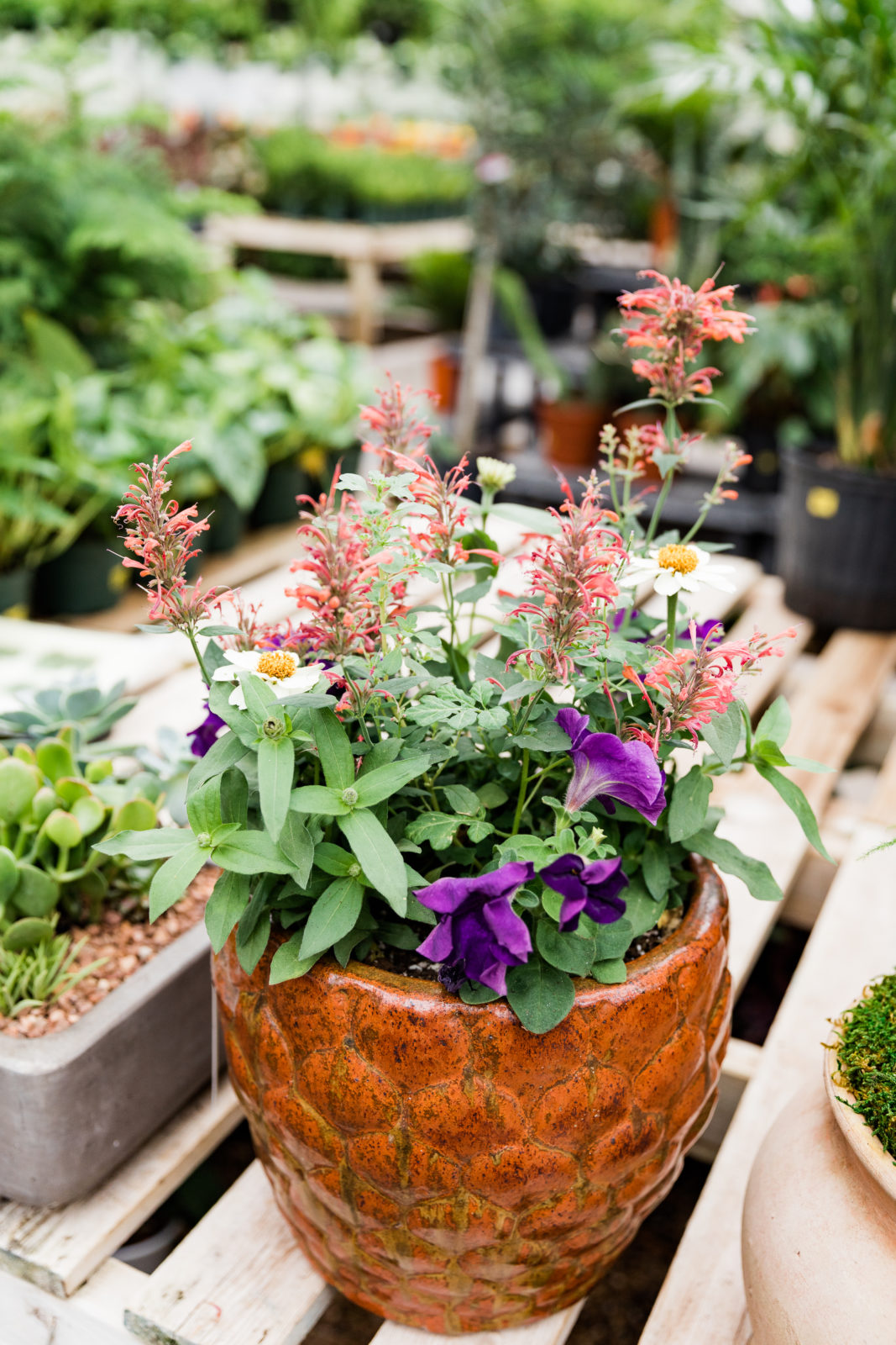 Plant Combination Guide - petesgreenhouse.com